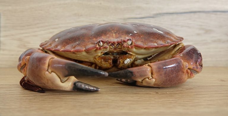 Cuisson du tourteau : tout savoir pour la réussir parfaitement