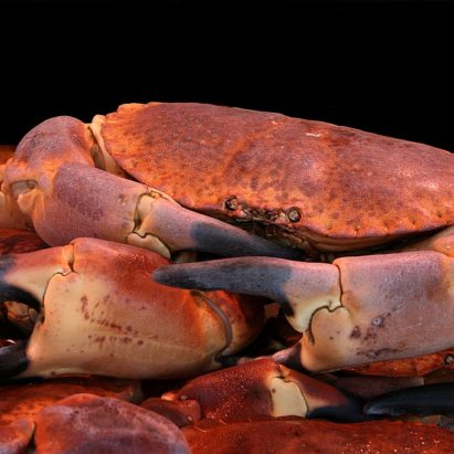 Cuisson des langoustines : tout savoir pour les réussir parfaitement ...